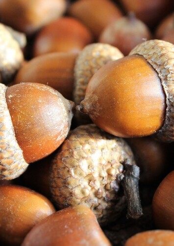 Scrat (Ice Age) Fan Casting