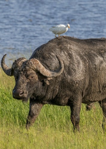 African Buffalo Fan Casting for African Animals (Gender reveal ...