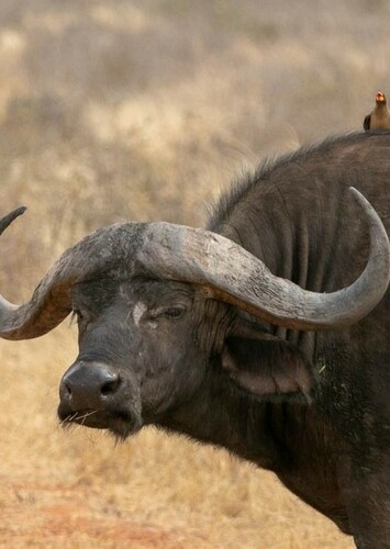 African Buffalo Fan Casting for Wildlife and Nature (TV Program) | myCast - Fan Casting Your ...