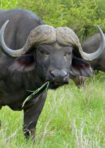 African Buffalo Fan Casting for Meet the Animals | myCast - Fan Casting ...