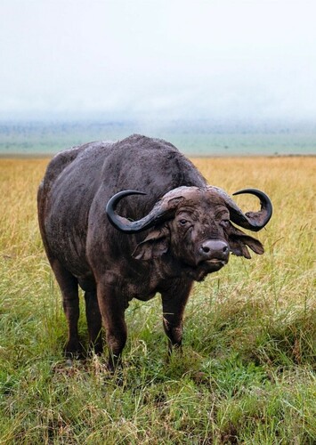 African Buffalo Fan Casting for The Wild Earth. | myCast - Fan Casting ...