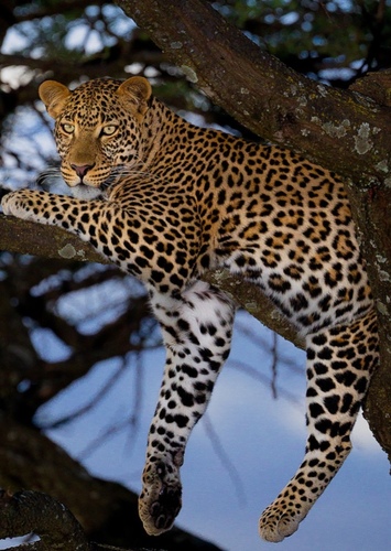 African Leopard Fan Casting for Animals around the world the series ...