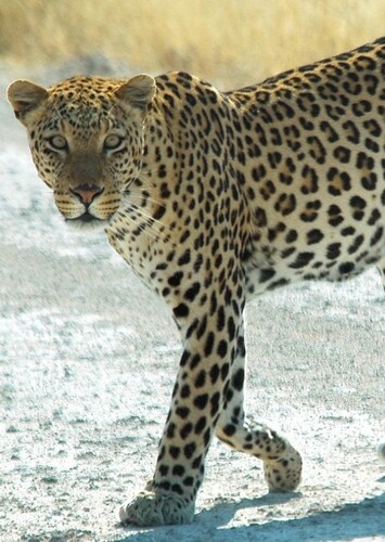 African Leopard Fan Casting for Animals around the world (Remastered Version) | myCast - Fan ...