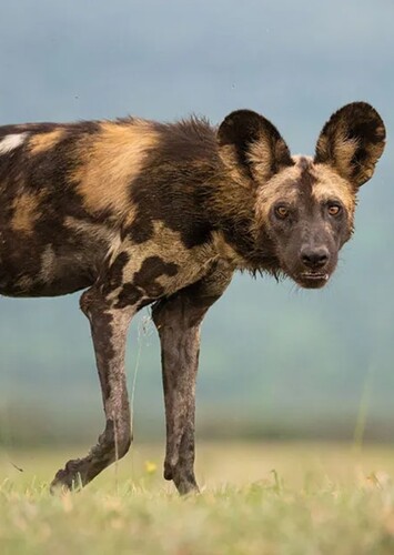 African Wild Dog Fan Casting for Planet Zoo: The Anthology series ...