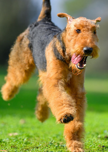 Airedale Terrier Dog Fan Casting for Fictional Characters Sorted by ...