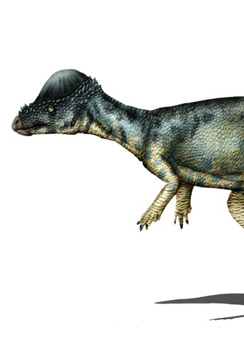 Alaskacephale Fan Casting for Prehistory | myCast - Fan Casting Your ...