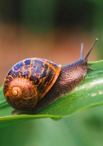 Alicia the Snail Fan Casting for The Animal Show with AJ and Brandon | myCast - Fan Casting Your ...