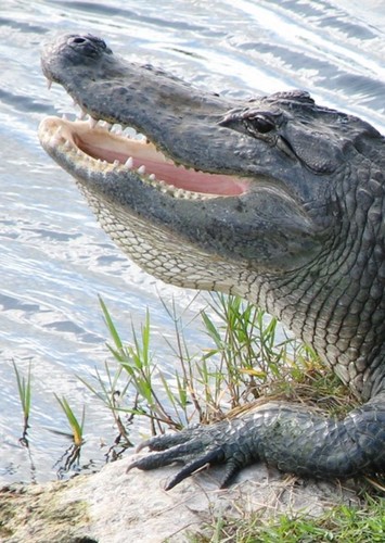 Alligator Fan Casting for North American Animals (tv series) | myCast ...