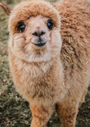 Alpaca Fan Casting for Fictional Characters Sorted by Familiar | myCast - Fan Casting Your ...