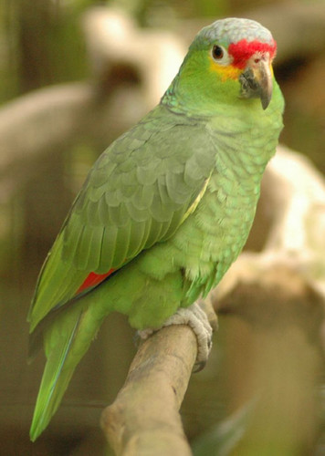Find an Actor to Play Amazon Parrot in Fictional Characters Sorted by ...