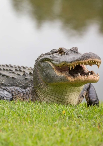American Alligator Fan Casting for National Geographic’s The North ...