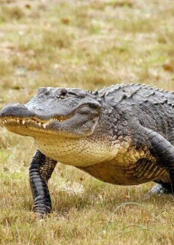 Animals of the World Fan Casting on myCast