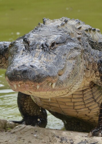 American Alligator Fan Casting for A World of Wildlife | myCast - Fan ...