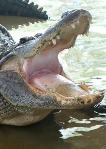 Find Out: Animals Fan Casting on myCast