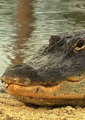 Wild Earth (PBS Nature Series) Fan Casting on myCast