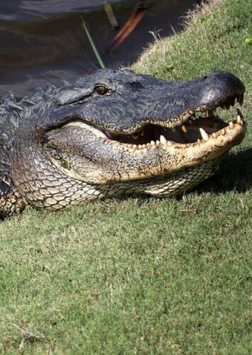 American Alligator Fan Casting for EcoSphere: A Journey Through Earth's ...