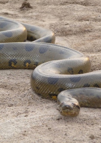 Anaconda Fan Casting for Endangered Planet | myCast - Fan Casting Your ...