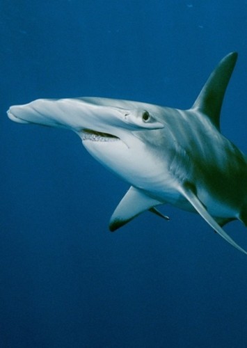 Anchor Fan Casting for Finding Nemo (2027) | myCast - Fan Casting Your ...