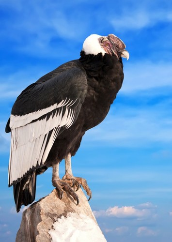 Andean Condor Fan Casting for Wild Earth: South America | myCast - Fan ...