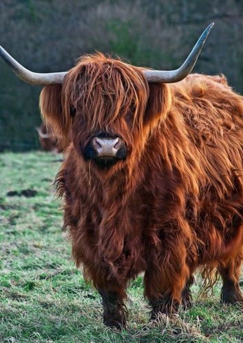 Angus Fan Casting for Live Action Ferdinand (2037) | myCast - Fan ...