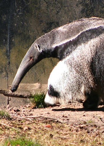 Anna the Anteater Fan Casting for Animal Kingdom (tv series) | myCast ...