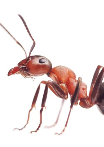 Atom Ant on myCast - Fan Casting Your Favorite Stories