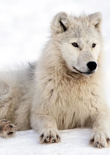 Arctic Wolf Fan Casting for Endangered Planet | myCast - Fan Casting Your Favorite Stories