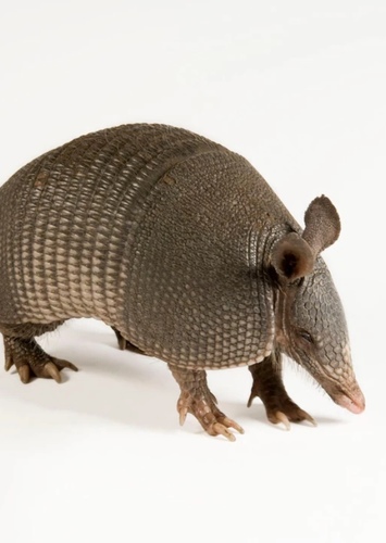 Armadillo Fan Casting for North American Animals | myCast - Fan Casting Your Favorite Stories