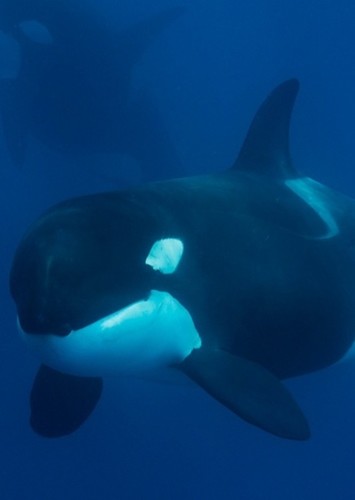 Arnold Fan Casting for Finding Nemo (2027) | myCast - Fan Casting Your ...