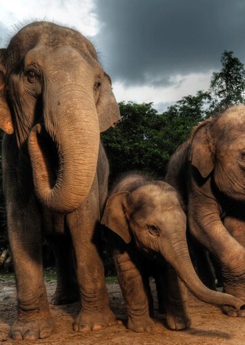 Asian Elephant Fan Casting for Wild Horizons: Exploring Earth's Untamed ...