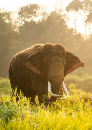 Asian Elephant Fan Casting for Endangered | myCast - Fan Casting Your ...
