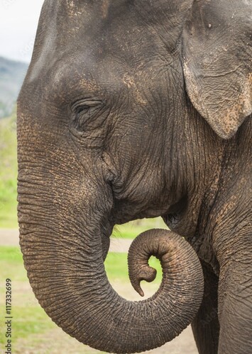 Asian Elephant Fan Casting for Endangered | myCast - Fan Casting Your ...