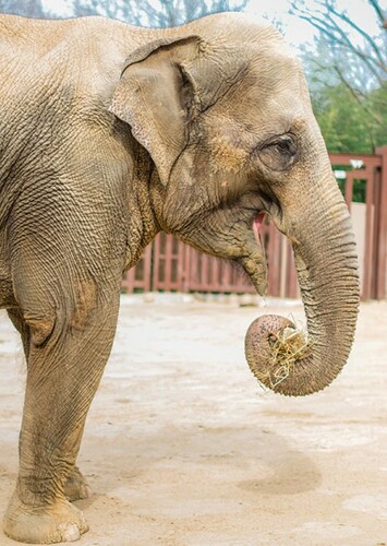 Asian Elephant Fan Casting for Animals around the world (tv series ...