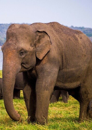 Asian Elephant Fan Casting for Wildlife and Nature (TV Program ...