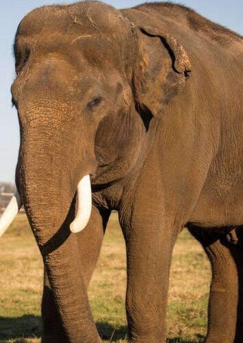 Asian Elephant Fan Casting for Life in the Wild (Anthology Film ...