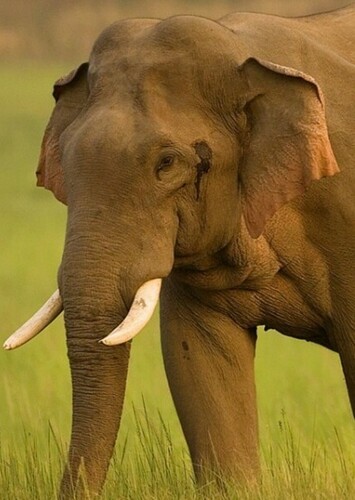 Asian Elephant Fan Casting for Life in the Wild | myCast - Fan Casting ...