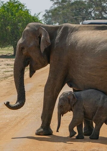 Asian Elephant Fan Casting for The Wild Earth. | myCast - Fan Casting ...