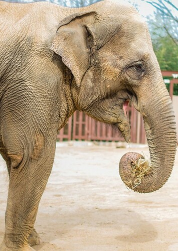 Asian Elephant Fan Casting for Natural World of Wild Animals. | myCast ...