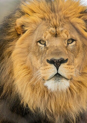 Aslan Fan Casting for The Chronicles of Narnia [upcoming Netflix ...