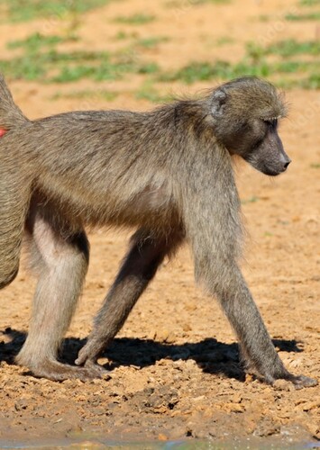 Baboon Fan Casting for Animals, Atlas, Nature, and Wildlife. | myCast ...