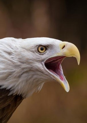 Bald Eagle Fan Casting for North American Animals (my version) | myCast ...