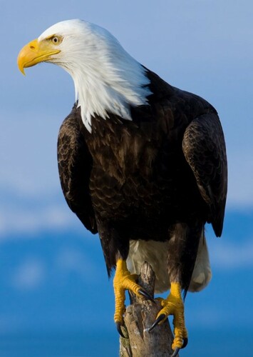 Bald Eagle Fan Casting for Wild Nature (TV Series) | myCast - Fan Casting Your Favorite Stories