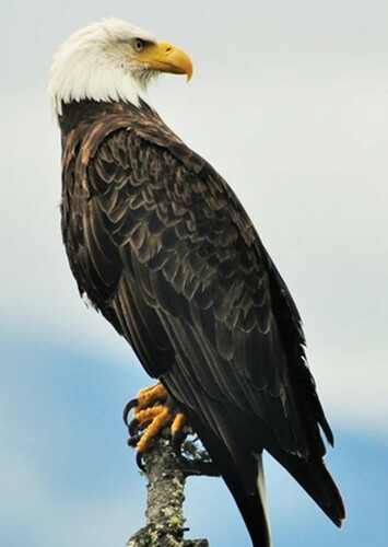 Bald Eagle Fan Casting for Wild Earth: Around the World | myCast - Fan ...