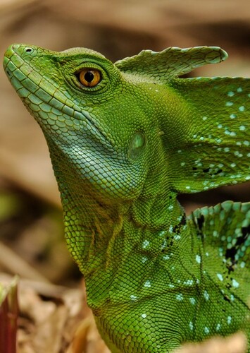 The World of Animals (PBS Nature Series) Fan Casting on myCast