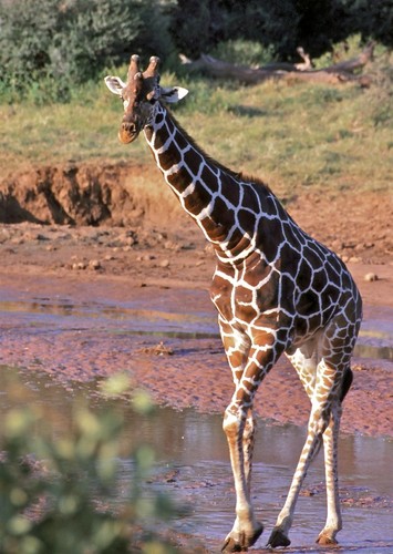 Baylene Fan Casting for African Animal (DINOSAUR) | myCast - Fan ...