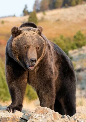 Wild Nature (TV Series) Fan Casting on myCast