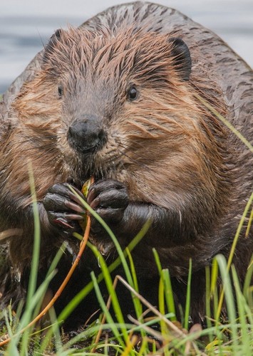 Beaver the Beaver Fan Casting for The world of beaver | myCast - Fan ...