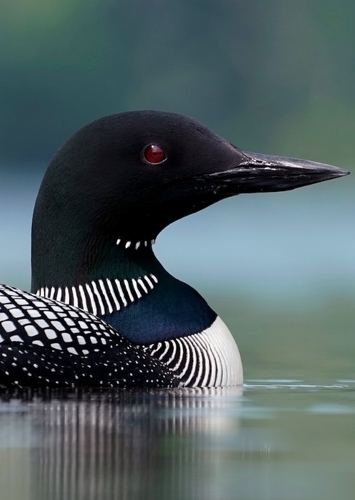 Torbin Bullock on myCast - Fan Casting Your Favorite Stories