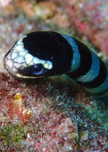 Ben Fan Casting for Finding Nemo (2027) | myCast - Fan Casting Your ...