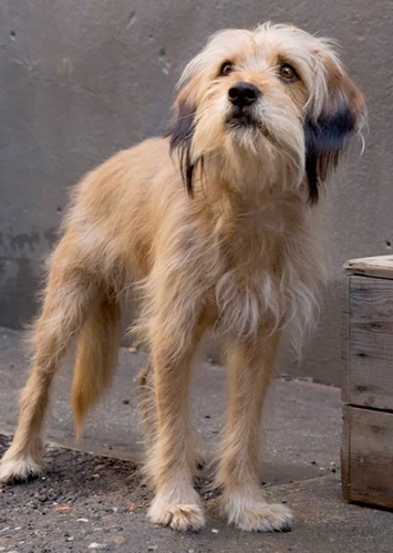 Famous Dogs Fan Casting on myCast